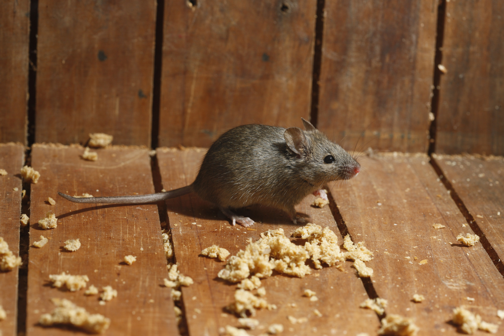 9 Silent Signs of Mice in Your Home - My Best Works